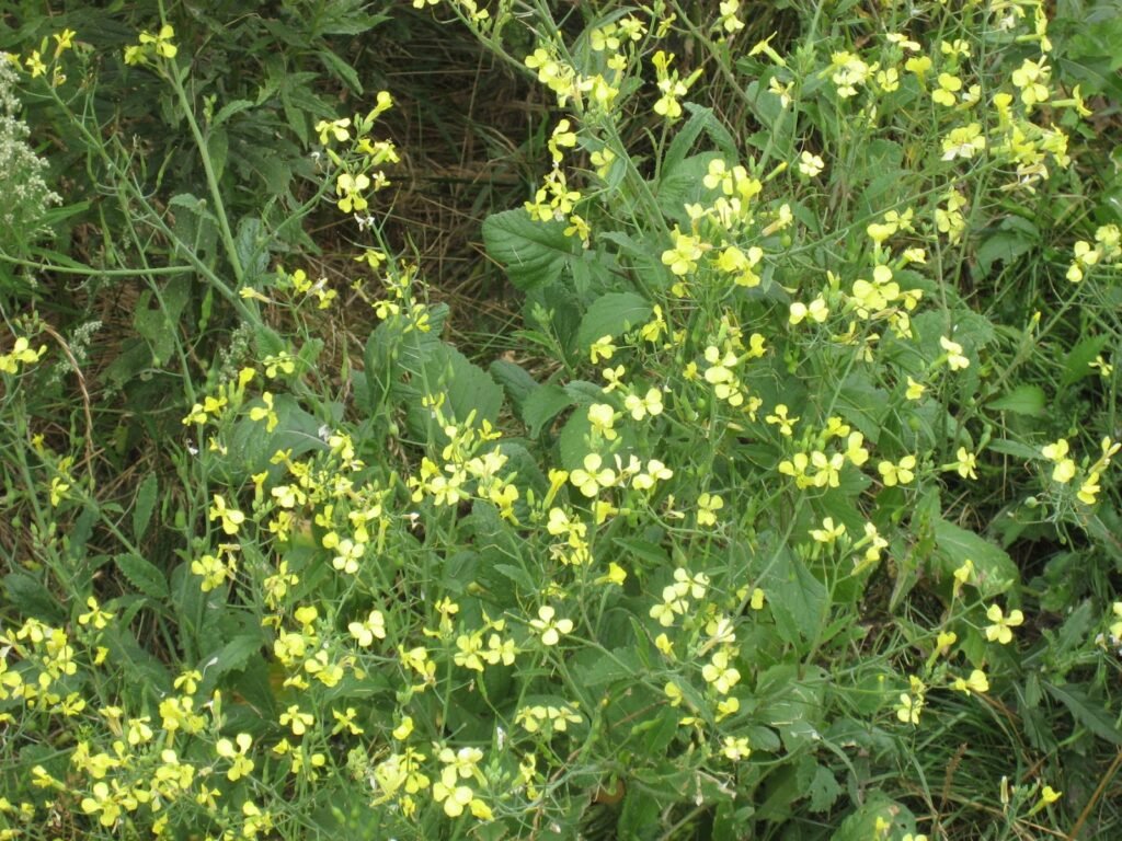 Wild Radish – The North Wind and the Sea