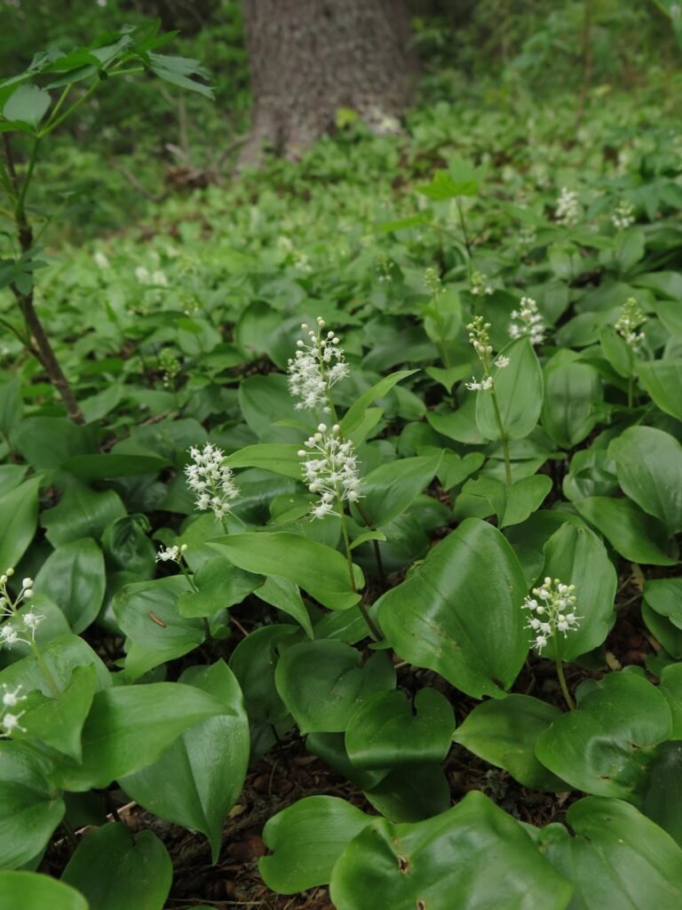 Canada Mayflower – The North Wind and the Sea