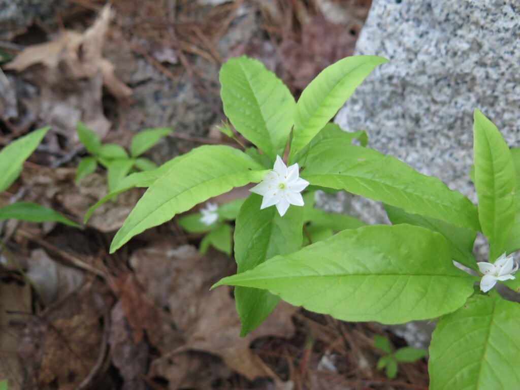 Starflower – The North Wind and the Sea